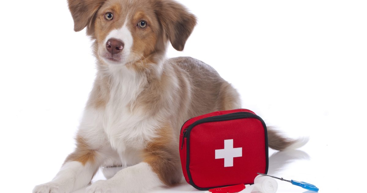 Canine First Aid | Moulton College