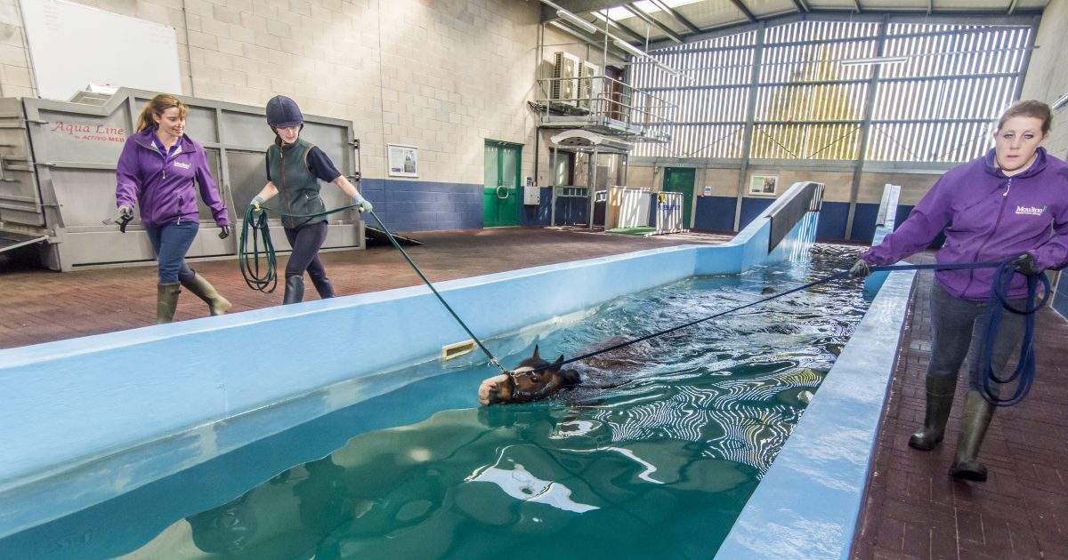 Moulton College | Level 2 Equine Hydrotherapy Assistants Qualification