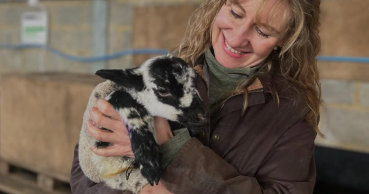 Lambing Sunday at Moulton College, a huge success | Moulton College