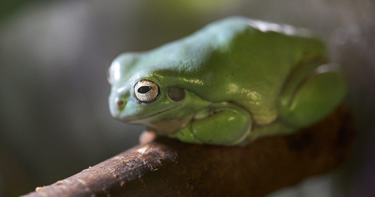 Another Balai Directive approval for our Animal… | Moulton College